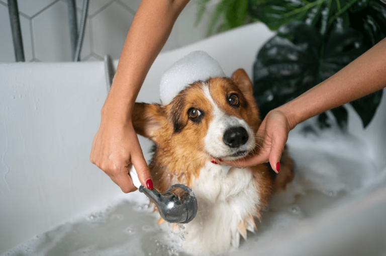 Higiene de Mascotas: Guía de Baño y Cuidado para Mantener a tu Mascota ...